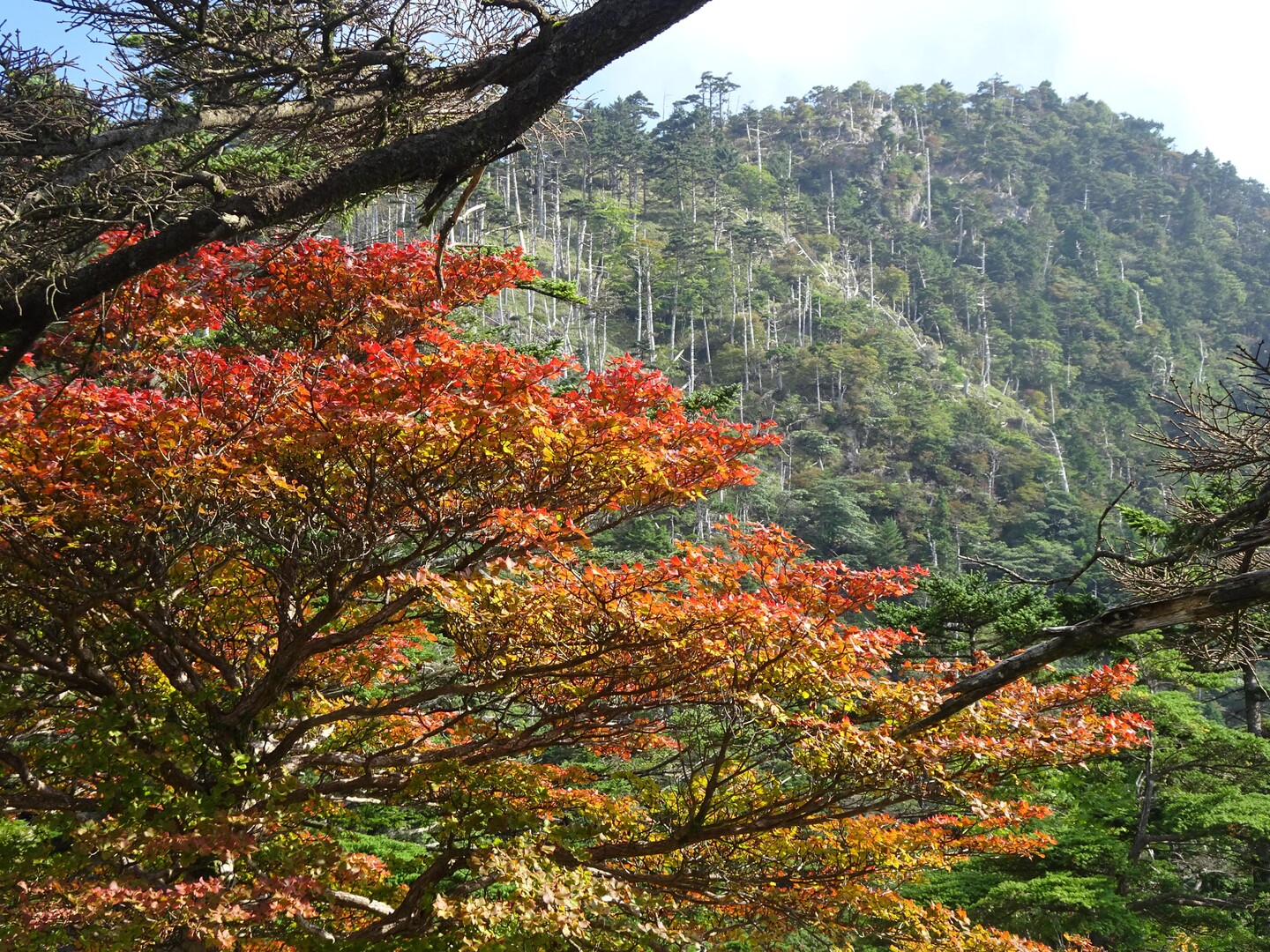 Hey guys! The autumn leaves have begun! / narodnikiさんの釈迦ヶ岳・大日岳・涅槃岳の活動日記 ...