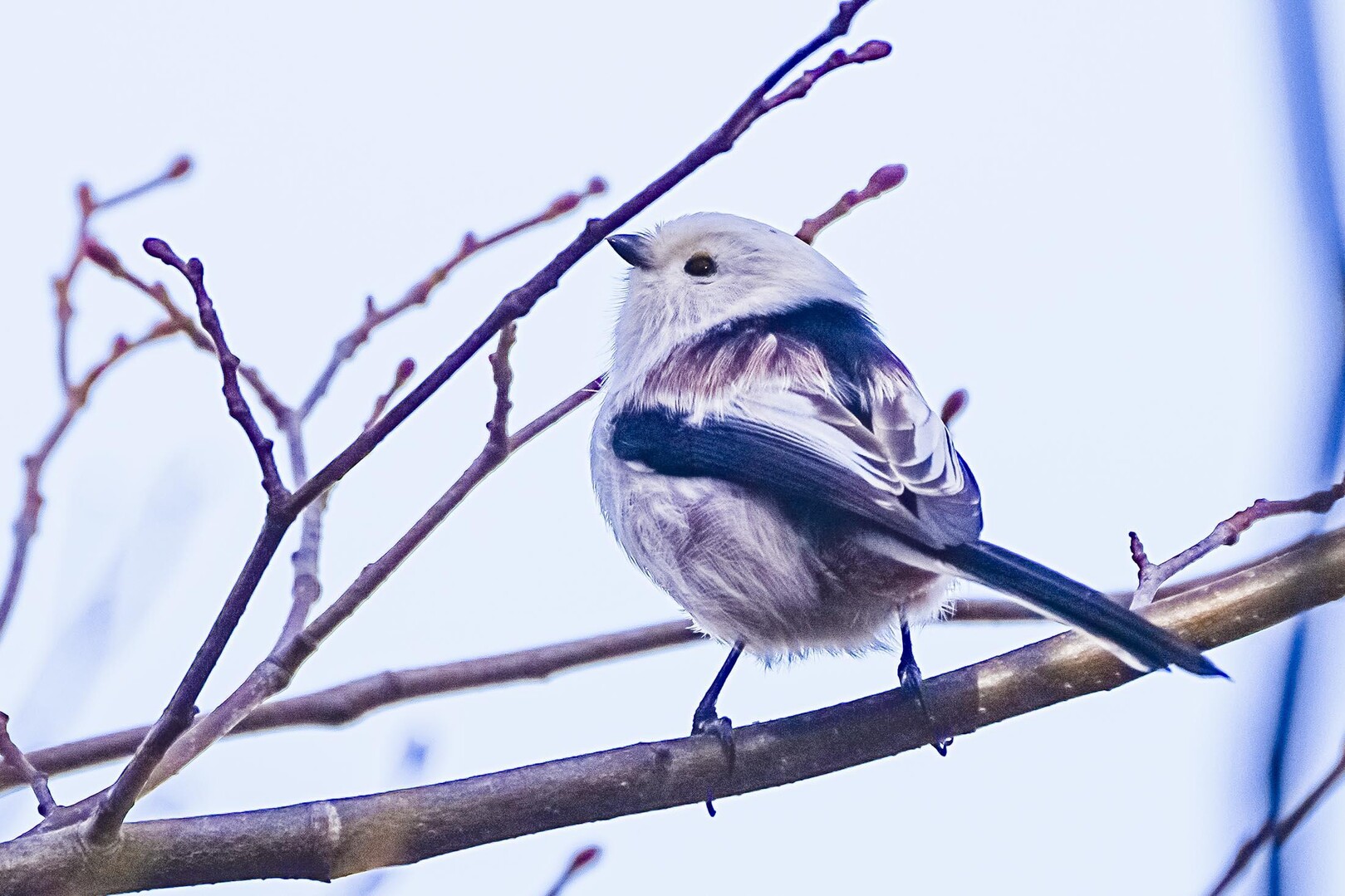 シマエ&エゾフ&最後の紅葉🍁赤坂⇄奥三 / 😺Sammyさんの三角山・大倉山・円山の活動データ | YAMAP / ヤマップ