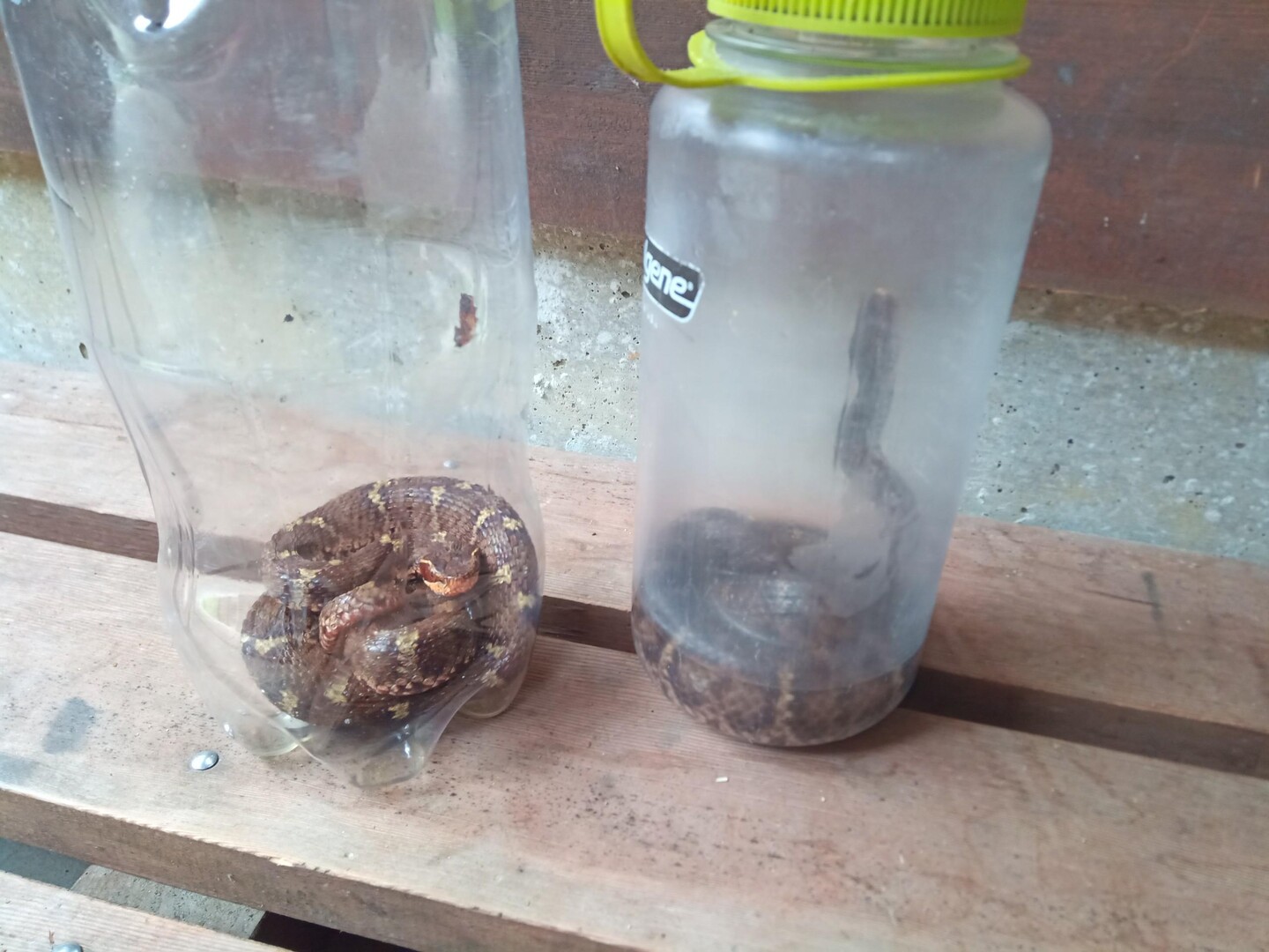 ヘビ三昧 / Tanakaさんのモーメント | YAMAP / ヤマップ