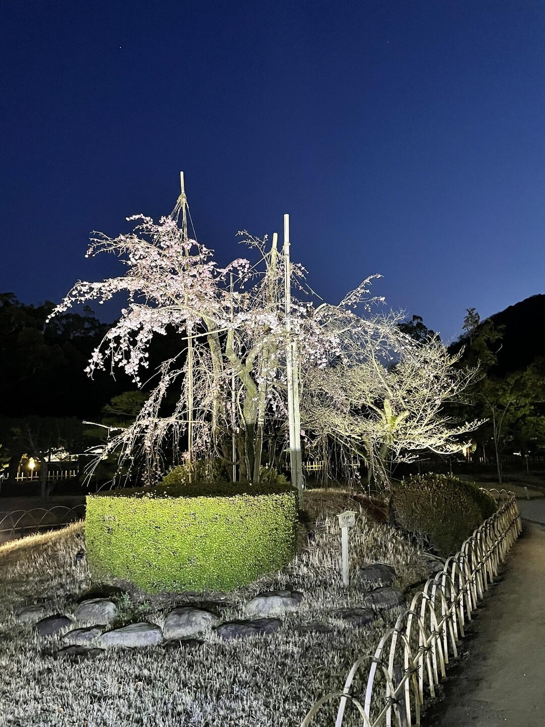 栗林公園春のライトアップ（3月29日〜4... / すぎちゃん(^-^)vさんのモーメント | YAMAP / ヤマップ