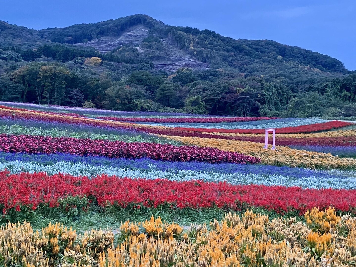 やくらいガーデン散歩 久しぶりに子ども... / koroさんのモーメント | YAMAP / ヤマップ