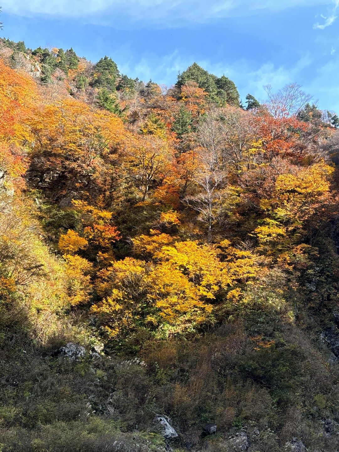 裏巻機-2024-11-16 / nickさんの巻機山・割引岳・金城山の活動データ | YAMAP / ヤマップ