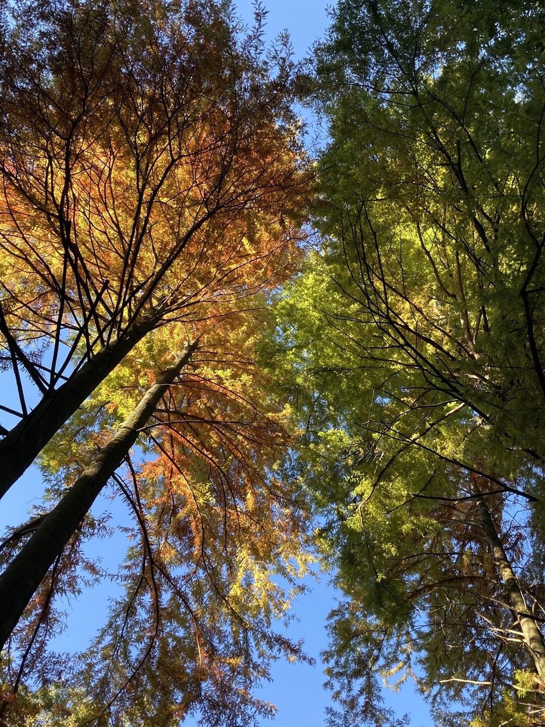 交野山 / Ryouさんの交野山・国見山の活動データ | YAMAP / ヤマップ