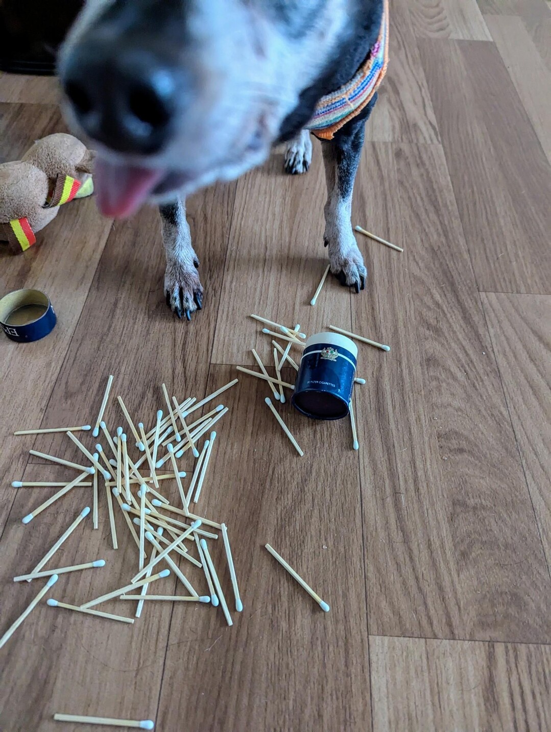 我が家の2本の大木 遠くからでも 我が家... / Soraさんのモーメント | YAMAP / ヤマップ