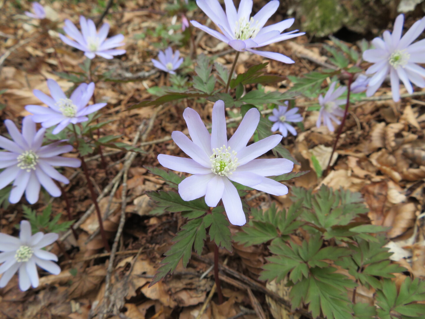 銀杏峰 / ibizouさんの銀杏峰・部子山の活動データ | YAMAP / ヤマップ