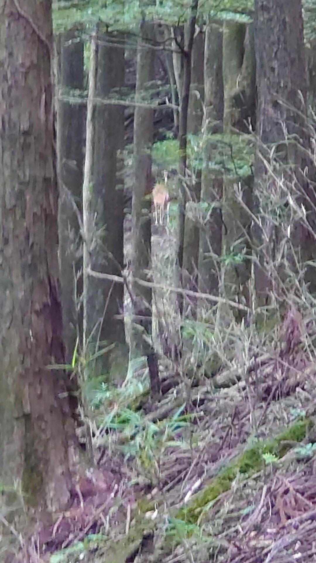 三峰山-2023-06-19 / Dex-PAさんの三峰山の活動データ | YAMAP / ヤマップ