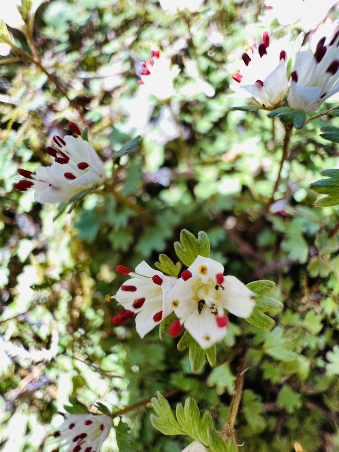 仙人の🐈 Chrysosplenium grayanum は来年に託す様子。 / ｺﾖｩﾃ(coyote)さんの両崖山・仙人ヶ岳・石尊山の活動 ...