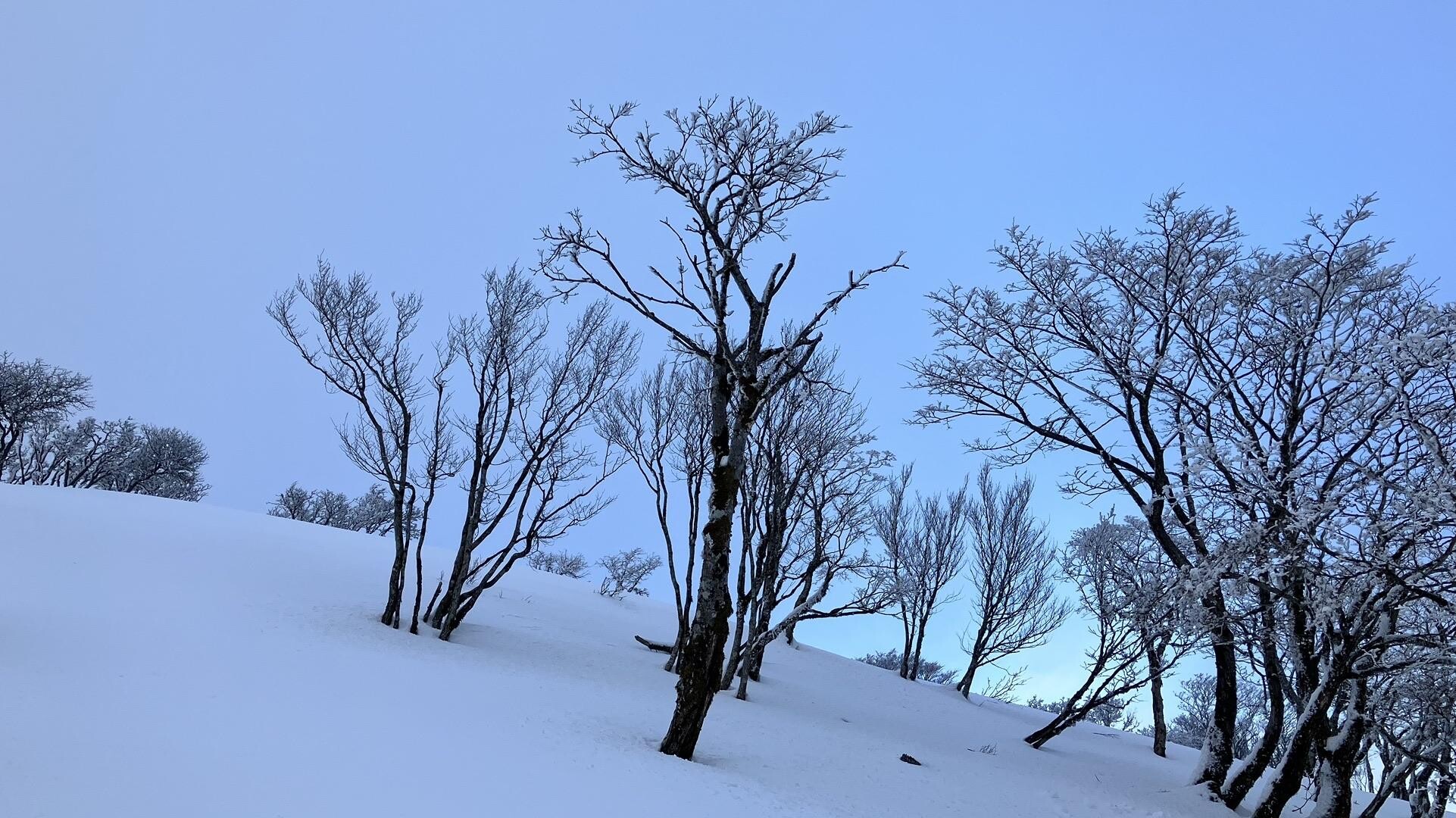 AKU HAYATSUKI 靴ならし兼登り始め / コロさんの藤原岳・御池岳の活動データ | YAMAP / ヤマップ