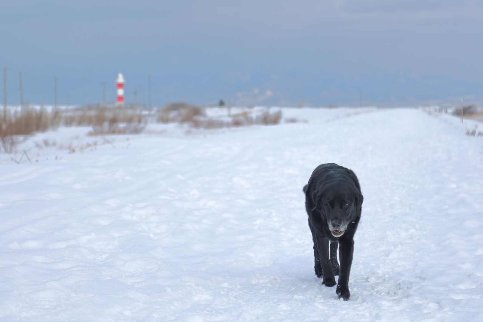 石狩浜散歩 −2℃ / kojiyadさんのウォーキングの活動データ | YAMAP / ヤマップ