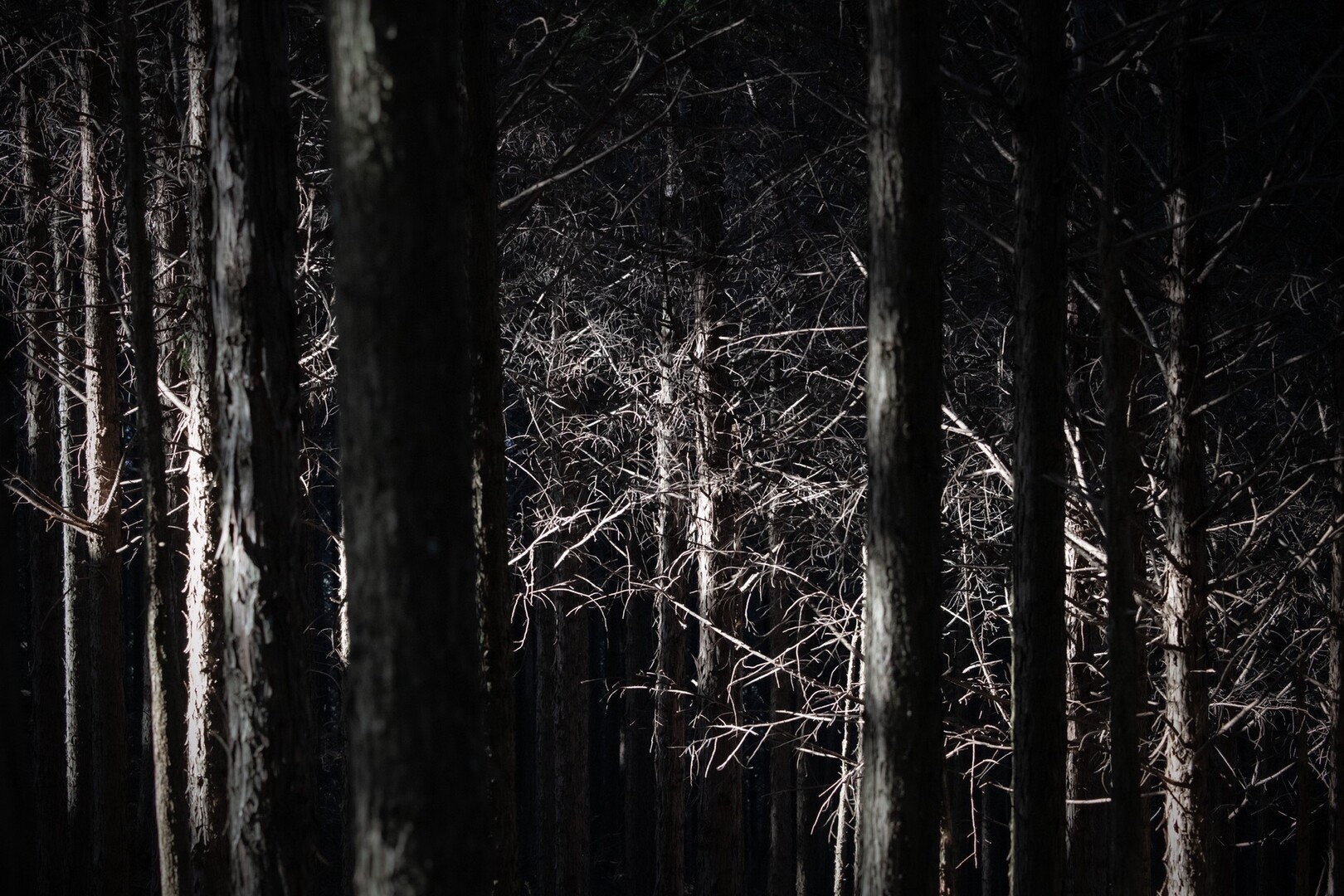 虚空蔵山の帰りで撮った林の写真がすごく好... / やまゆう@しこぐらさんのモーメント | YAMAP / ヤマップ