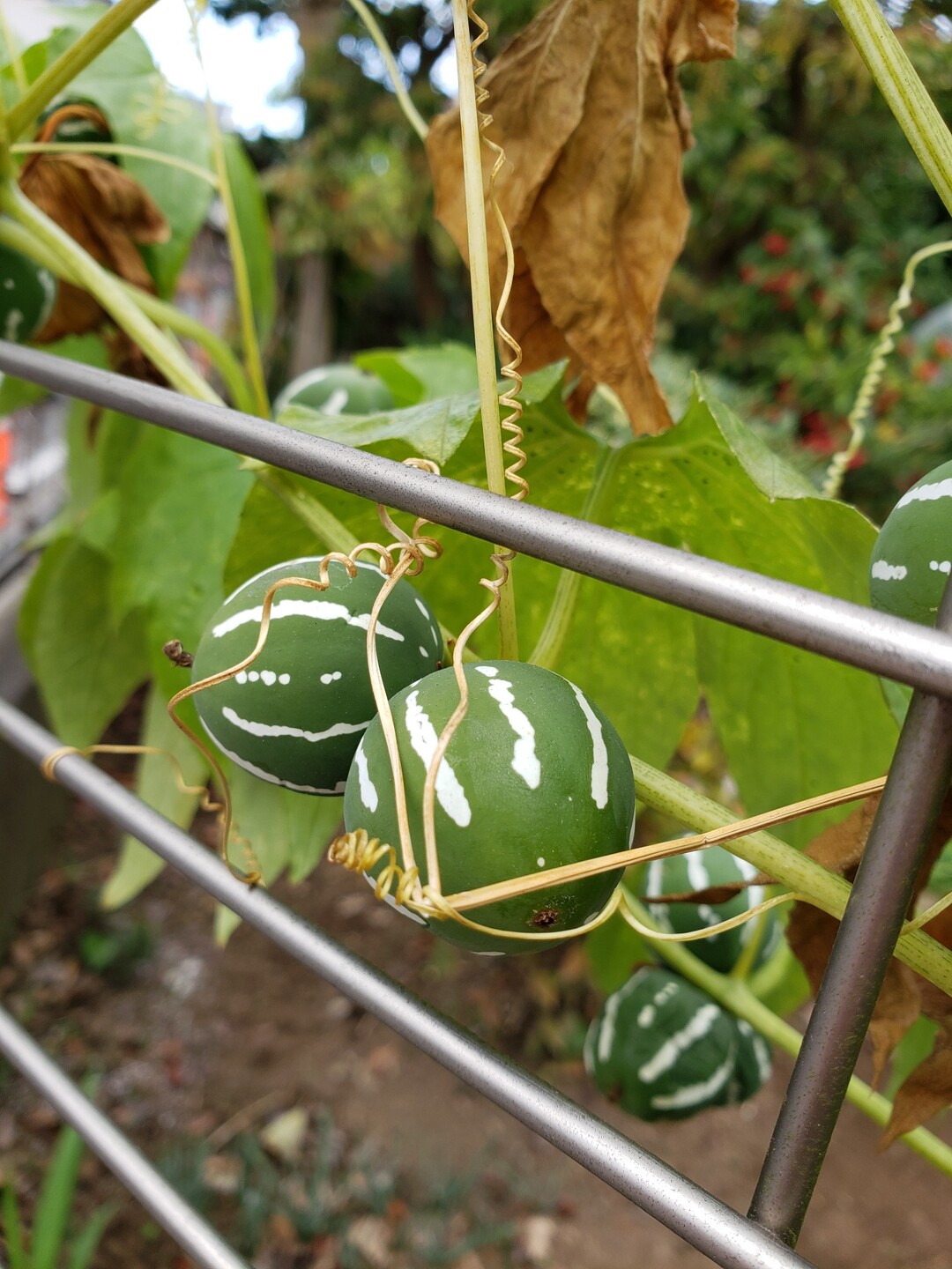 2020.12.12(土) 01:54 / 北京げんじんさんのモーメント | YAMAP / ヤマップ