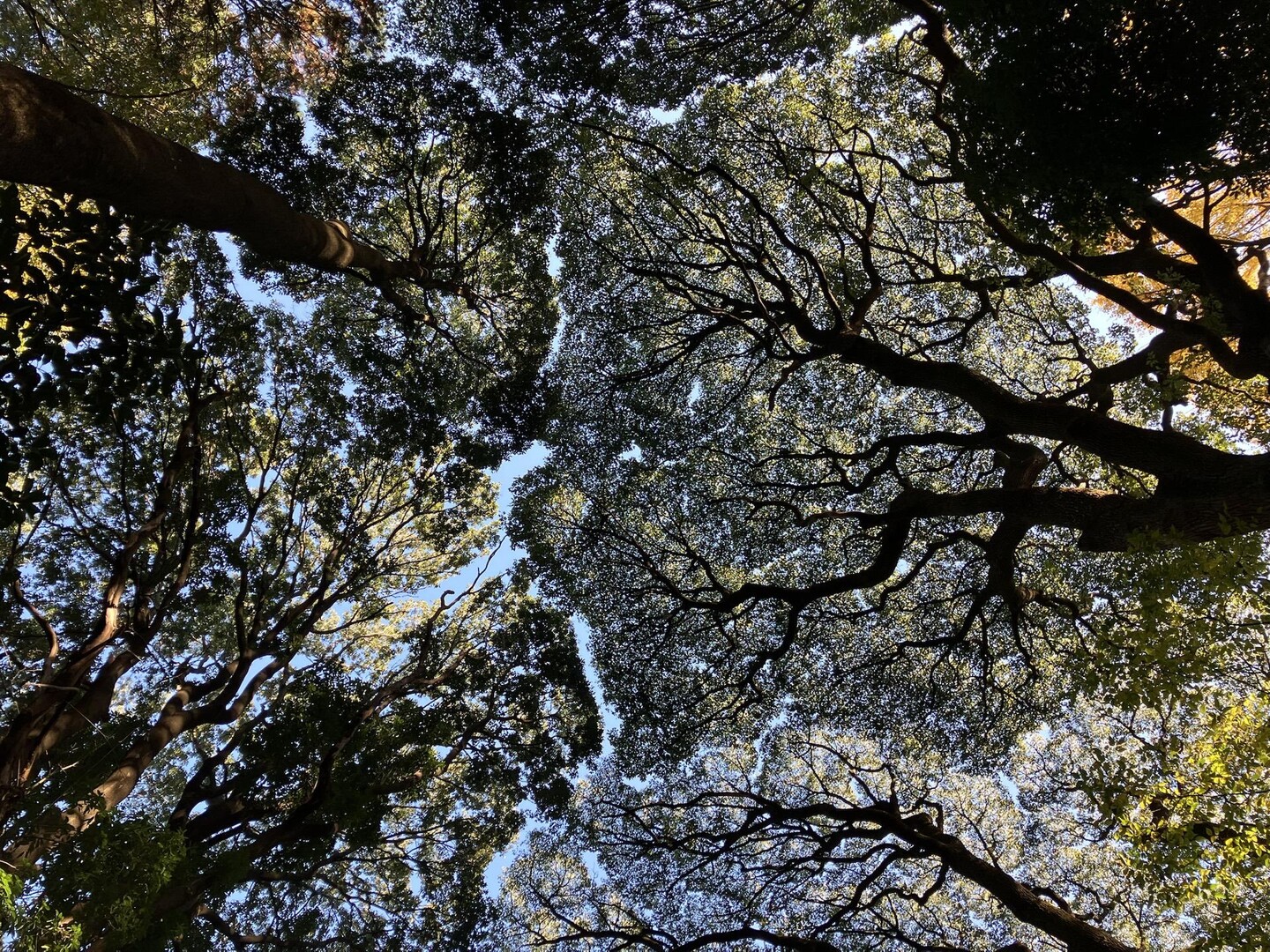 永遠の杜へ / Ok-836さんのウォーキングの活動データ | YAMAP / ヤマップ