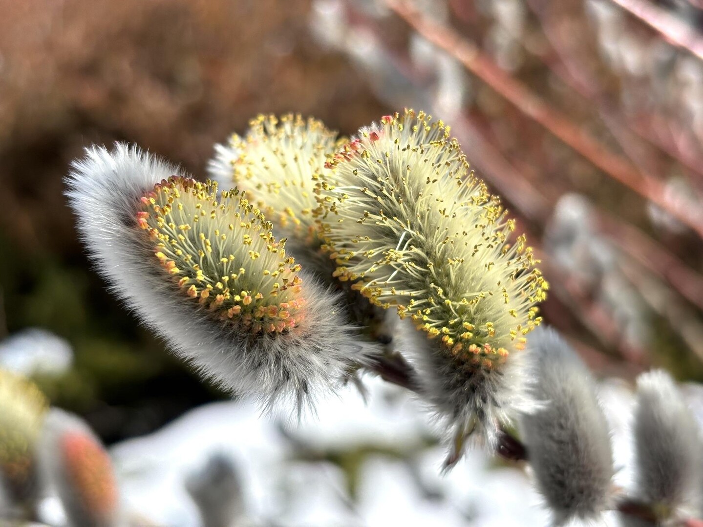 今日のウォーキングは百々川河川敷。ネコヤ... / タケミさんのモーメント | YAMAP / ヤマップ