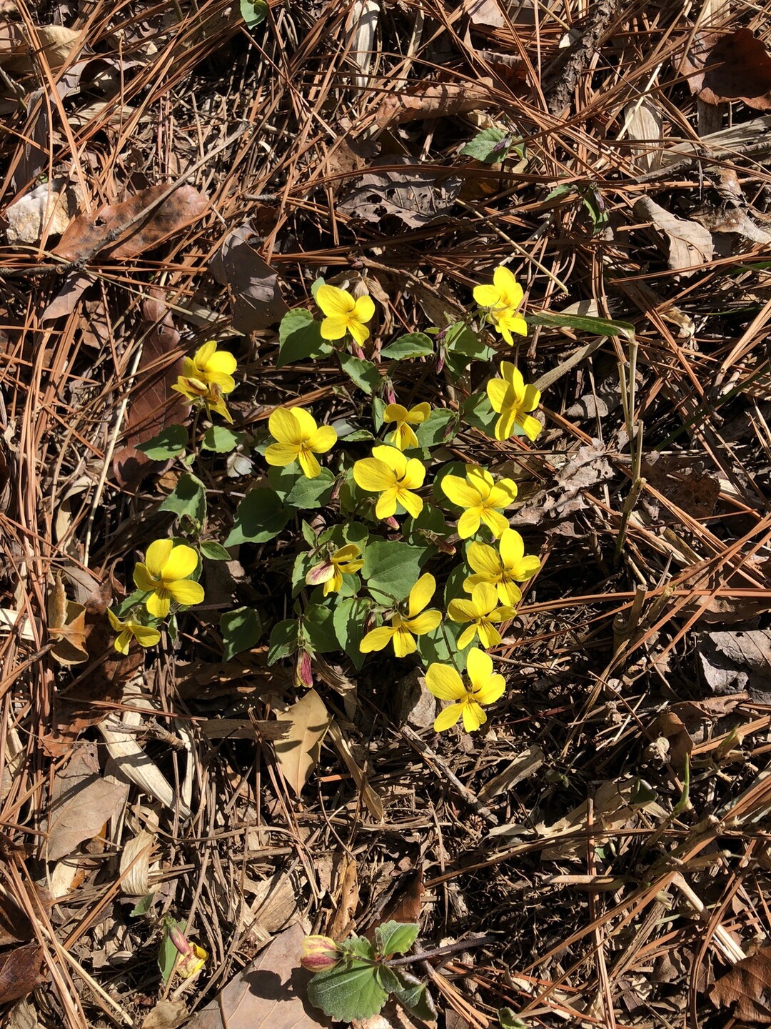 YAMAPスタートミスでした笑。キスミレ... / cocoさんのモーメント | YAMAP / ヤマップ