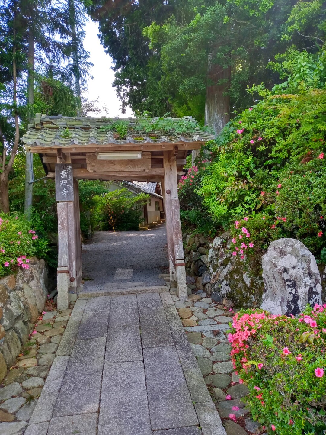 妻が日野の雲迎寺のさつきが見頃やとTVで... / kenchan9491さんのモーメント | YAMAP / ヤマップ
