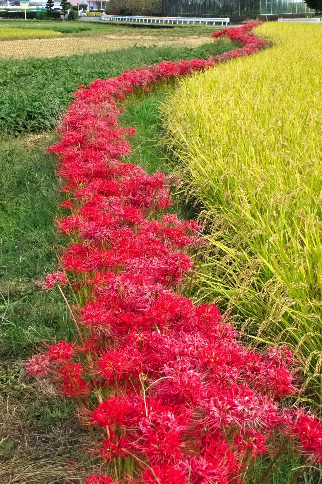10月 那珂川までチャリ活 / GTさんの【公式】福岡市（防災情報含む）の活動データ | YAMAP / ヤマップ