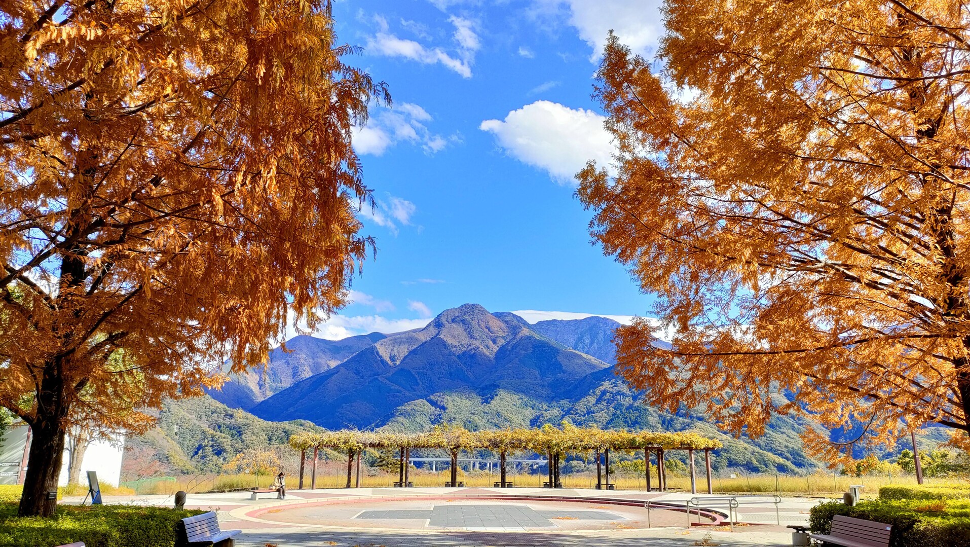 【メタセコイア並木＆富士山いろいろ見に ... / kunsanさんのモーメント | YAMAP / ヤマップ