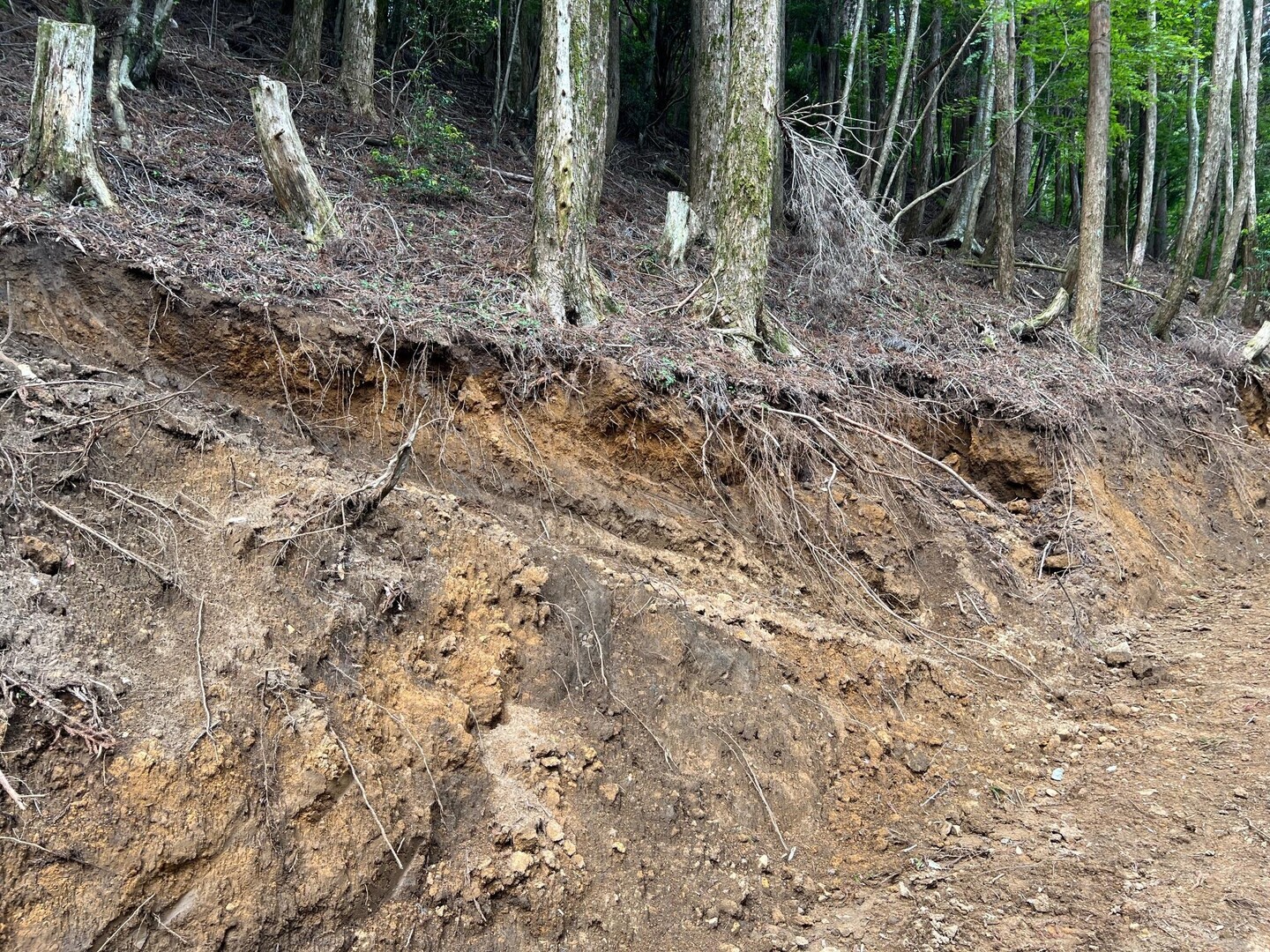 NALUさんの投稿したフィールドメモ | YAMAP / ヤマップ