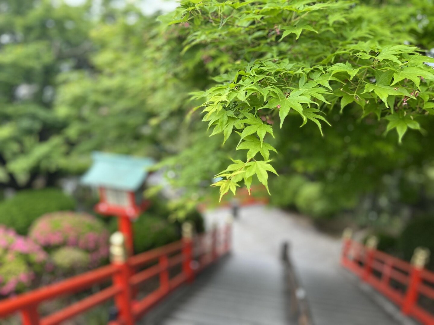 22回目のYAMAP！なぜか今日は。 / TAKU-LOWさんの両崖山・仙人ヶ岳・石尊山の活動データ | YAMAP / ヤマップ