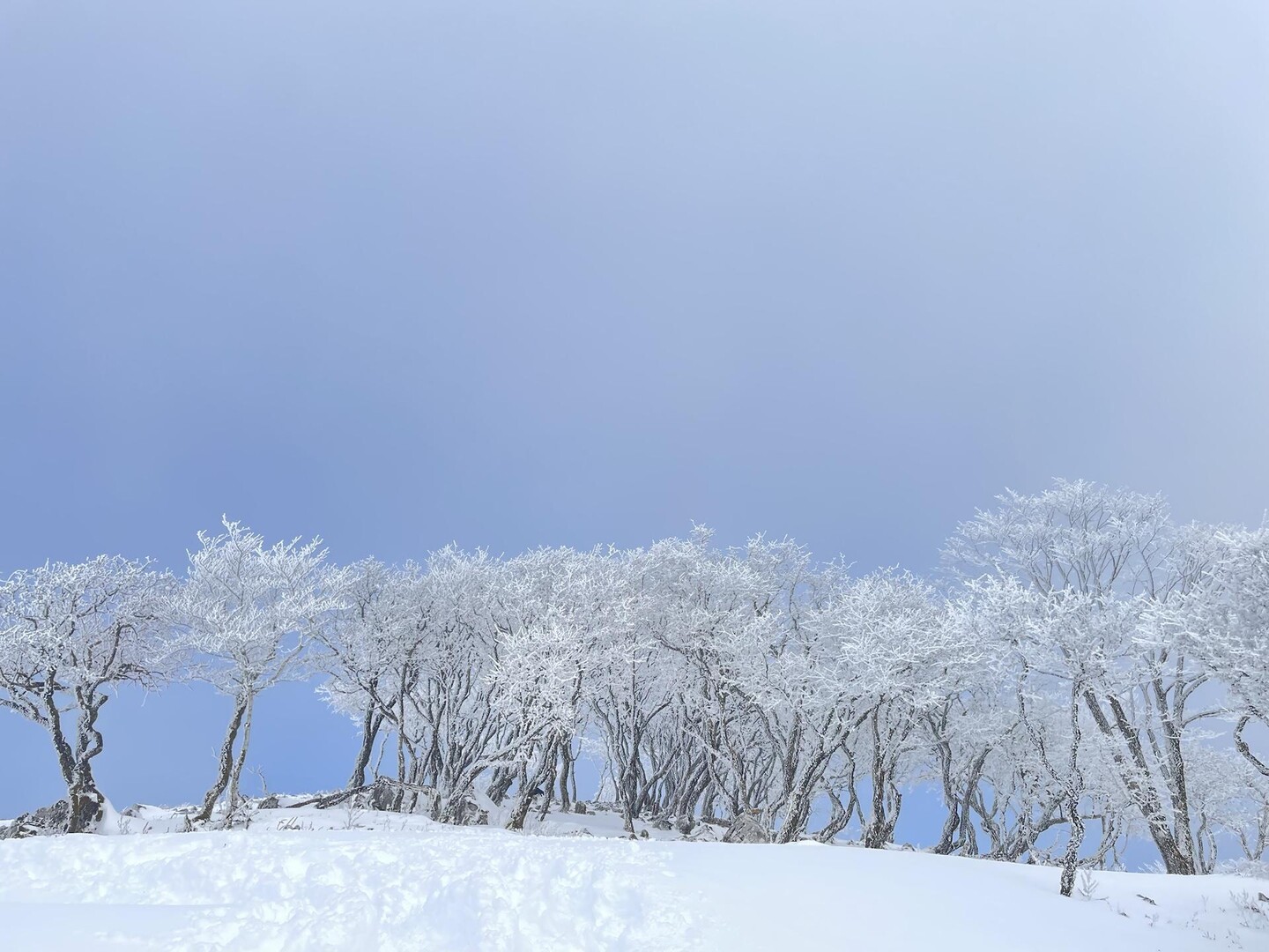 藤原岳 / Rukoさんの藤原岳・御池岳の活動データ | YAMAP / ヤマップ