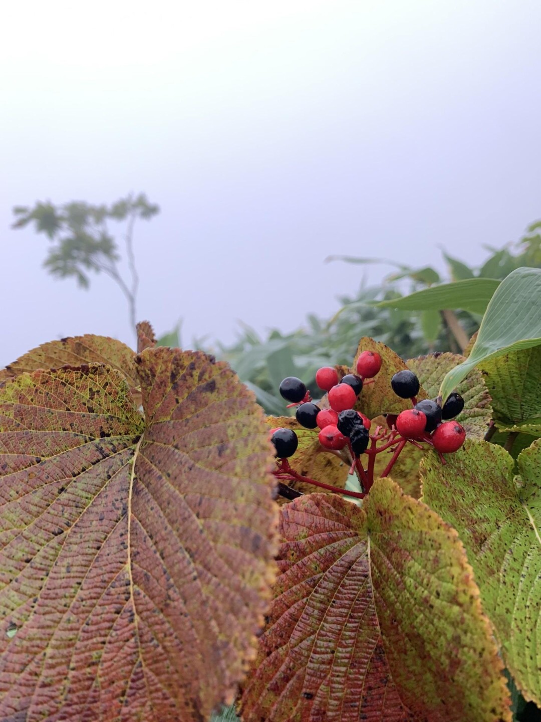 天神山・熊穴沢ノ頭・谷川岳（トマの耳）・谷川岳（オキノ耳） / moさんの谷川岳・七ツ小屋山・大源太山の活動データ | YAMAP / ヤマップ