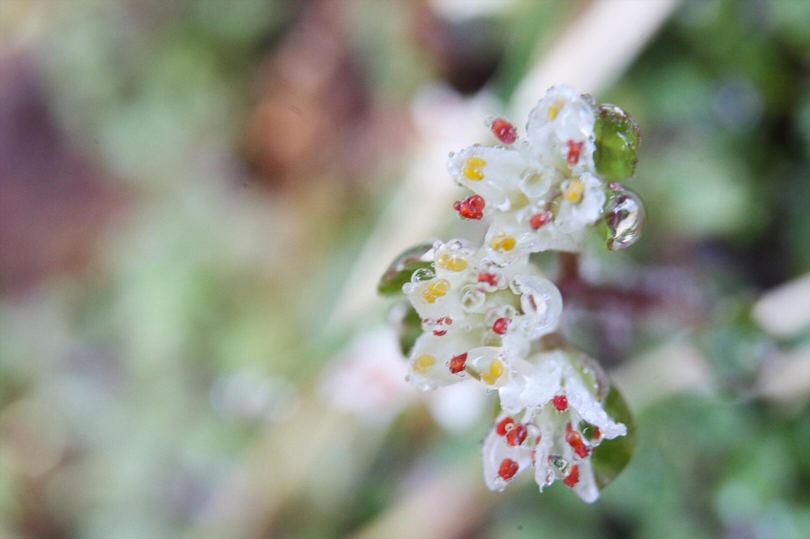 大山 / koduckunさんの女峰山・赤薙山・大真名子山の活動日記 | YAMAP / ヤマップ