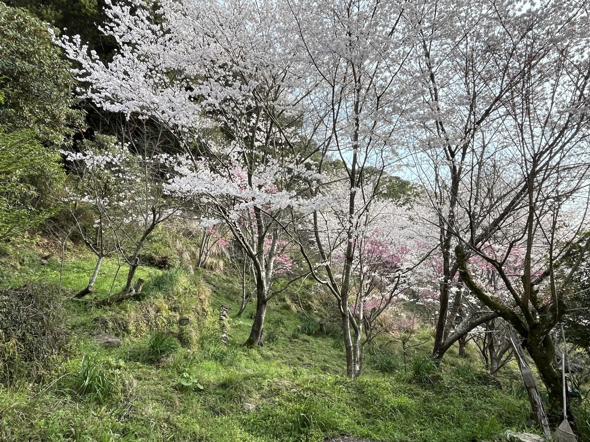 岩屋山・十郎岳 / ryoskさんの岩屋山・舞岳の活動データ | YAMAP / ヤマップ