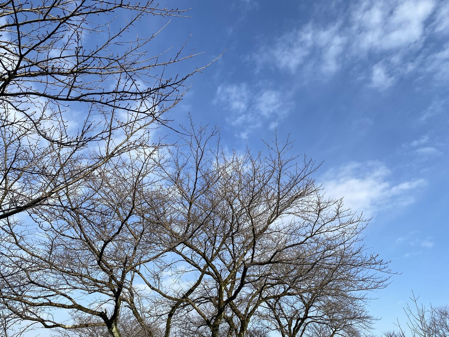 ️ 新年 ️ 明けまして おめでと... / meshiさんのモーメント | YAMAP / ヤマップ