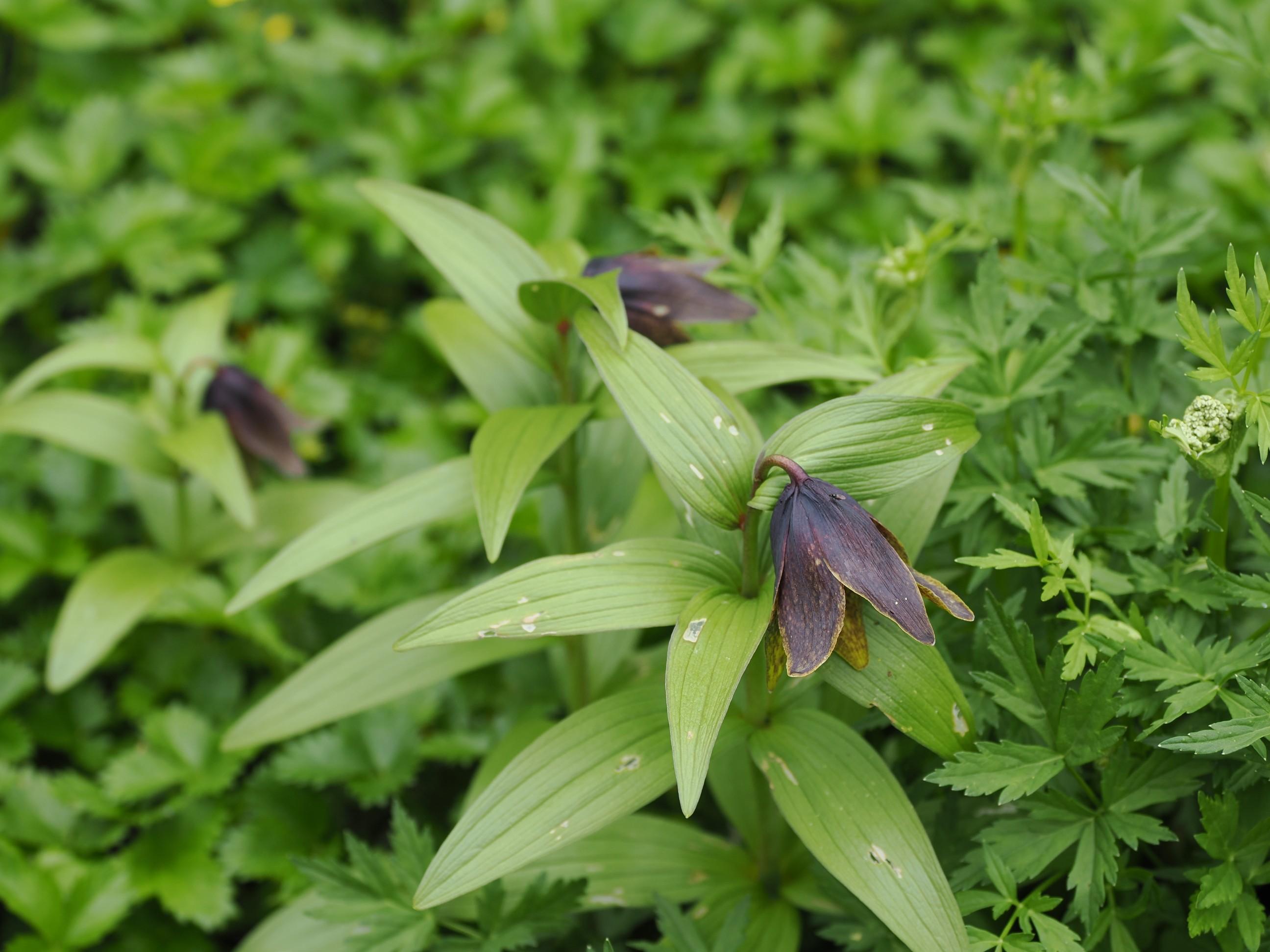 乗鞍岳（剣ヶ峰） / shouさんの乗鞍岳の活動データ | YAMAP / ヤマップ