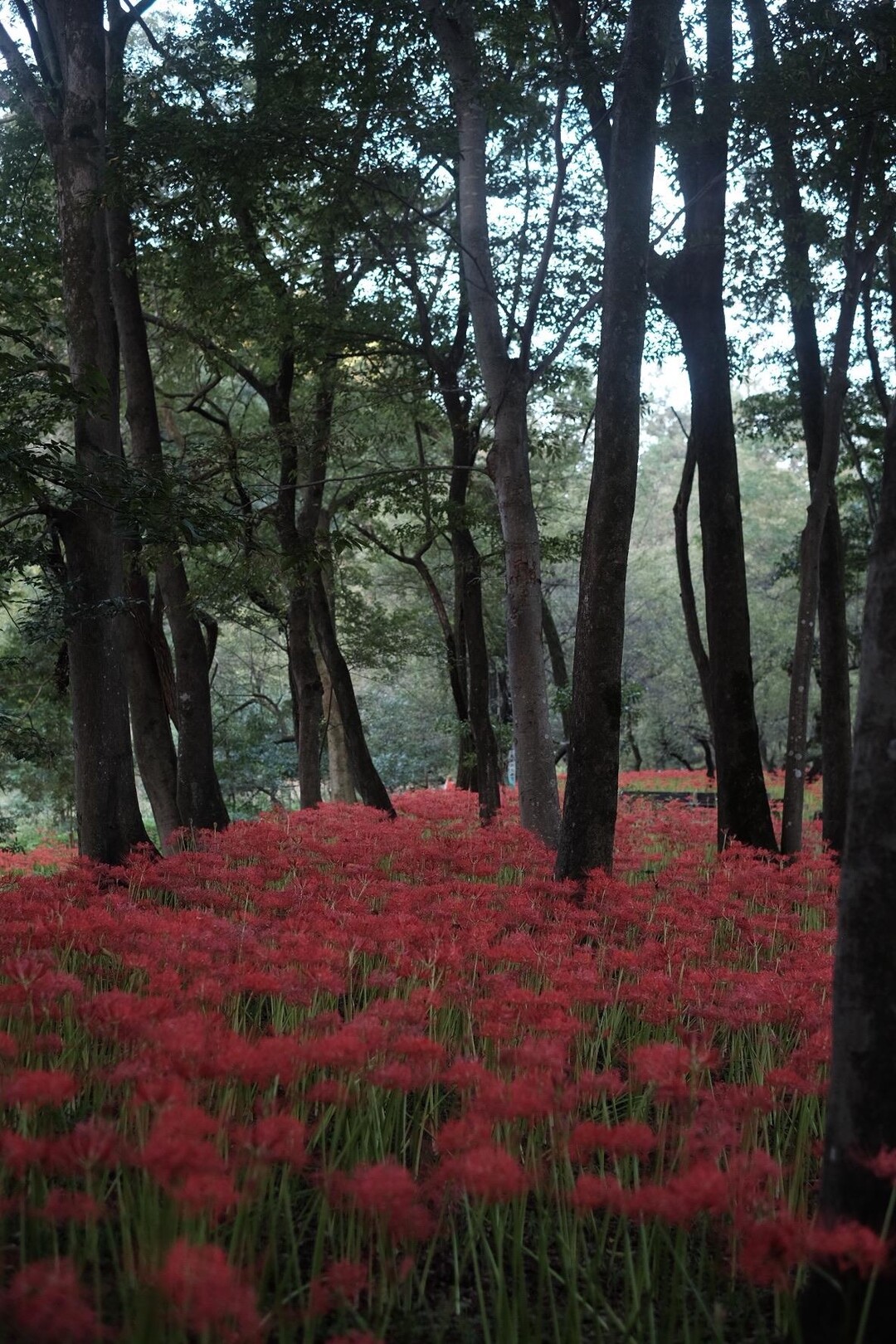 家の近くの巾着田（きんちゃくだ） 森一面... / shin tashiroさんのモーメント | YAMAP / ヤマップ