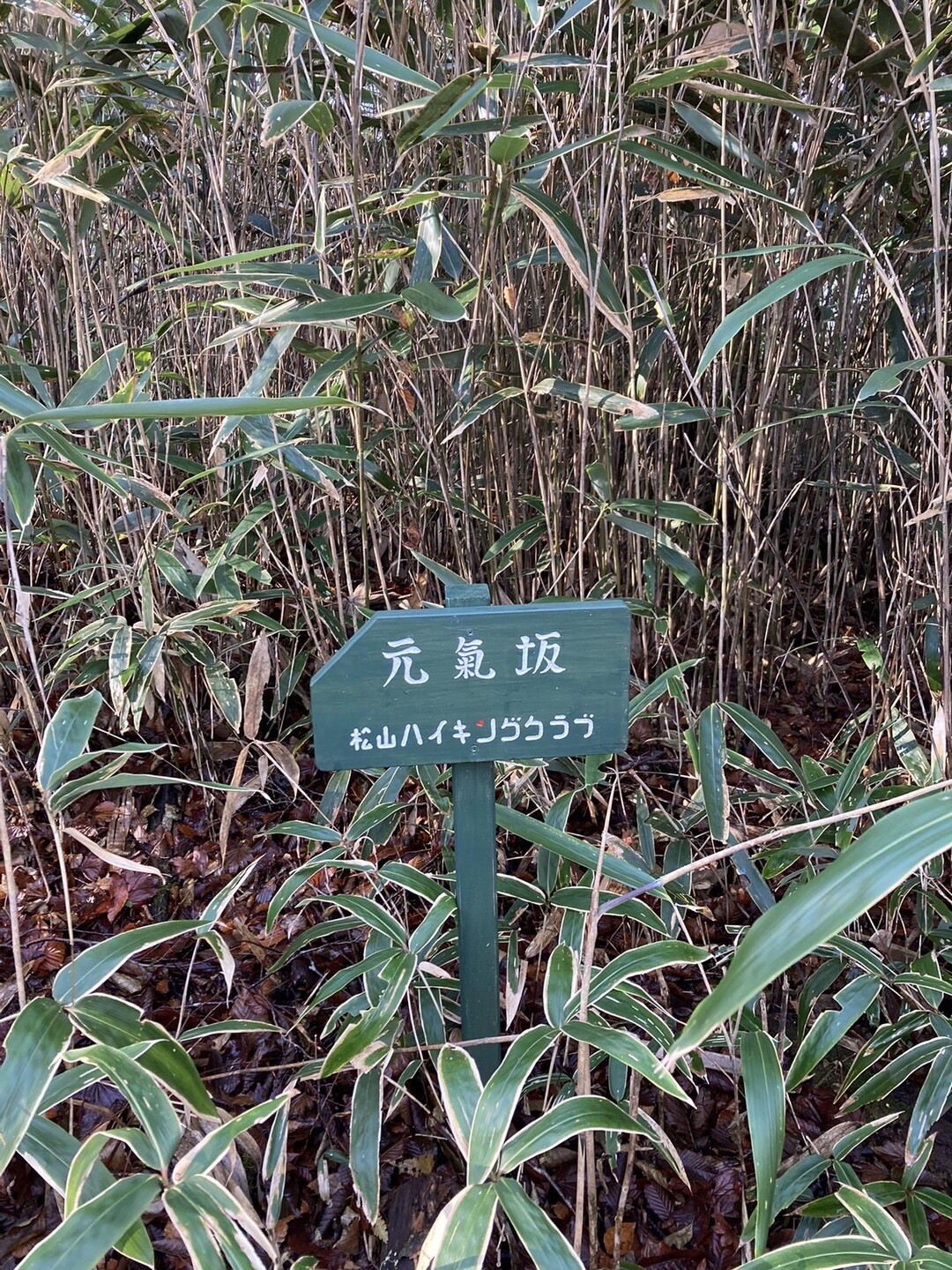 東温アルプスバッジgetのための山歩き / ぶんぶんさんの皿ヶ嶺・梅ヶ谷山・うなめごの活動データ | YAMAP / ヤマップ