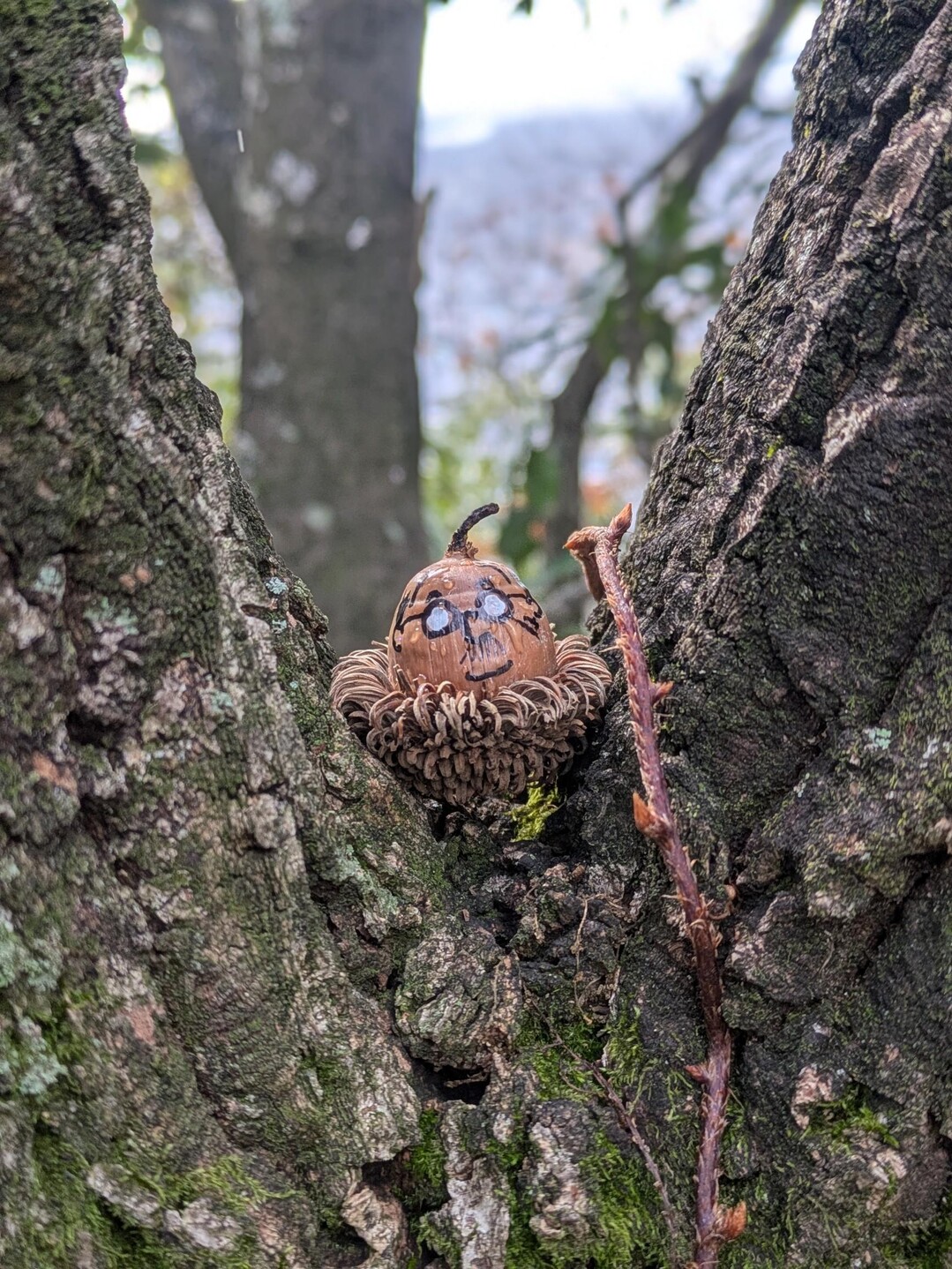 3種盛り逆回りで思わぬ出会い😆 / サトPさんの金華山・洞山・舟伏山の活動データ | YAMAP / ヤマップ