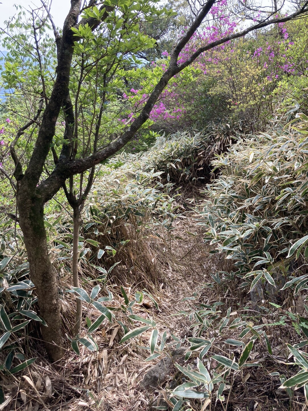 hiyoさんの投稿したフィールドメモ | YAMAP / ヤマップ