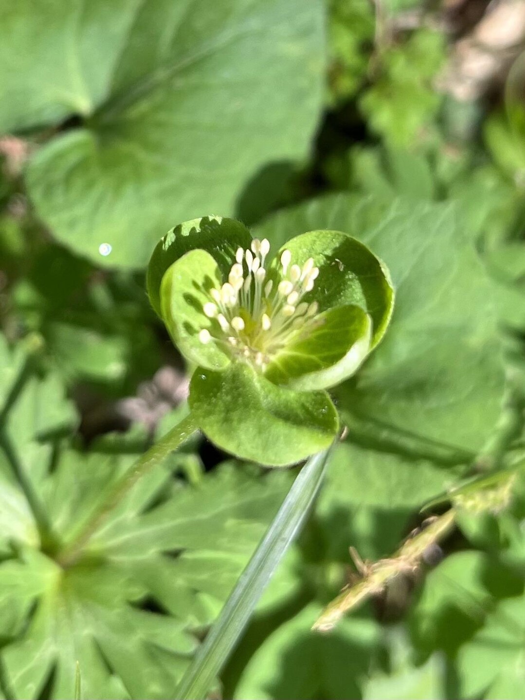 ミドリん捜索隊🌱（TWO DAY編 ️） / ざーはまさんの青麻山の活動データ | YAMAP / ヤマップ