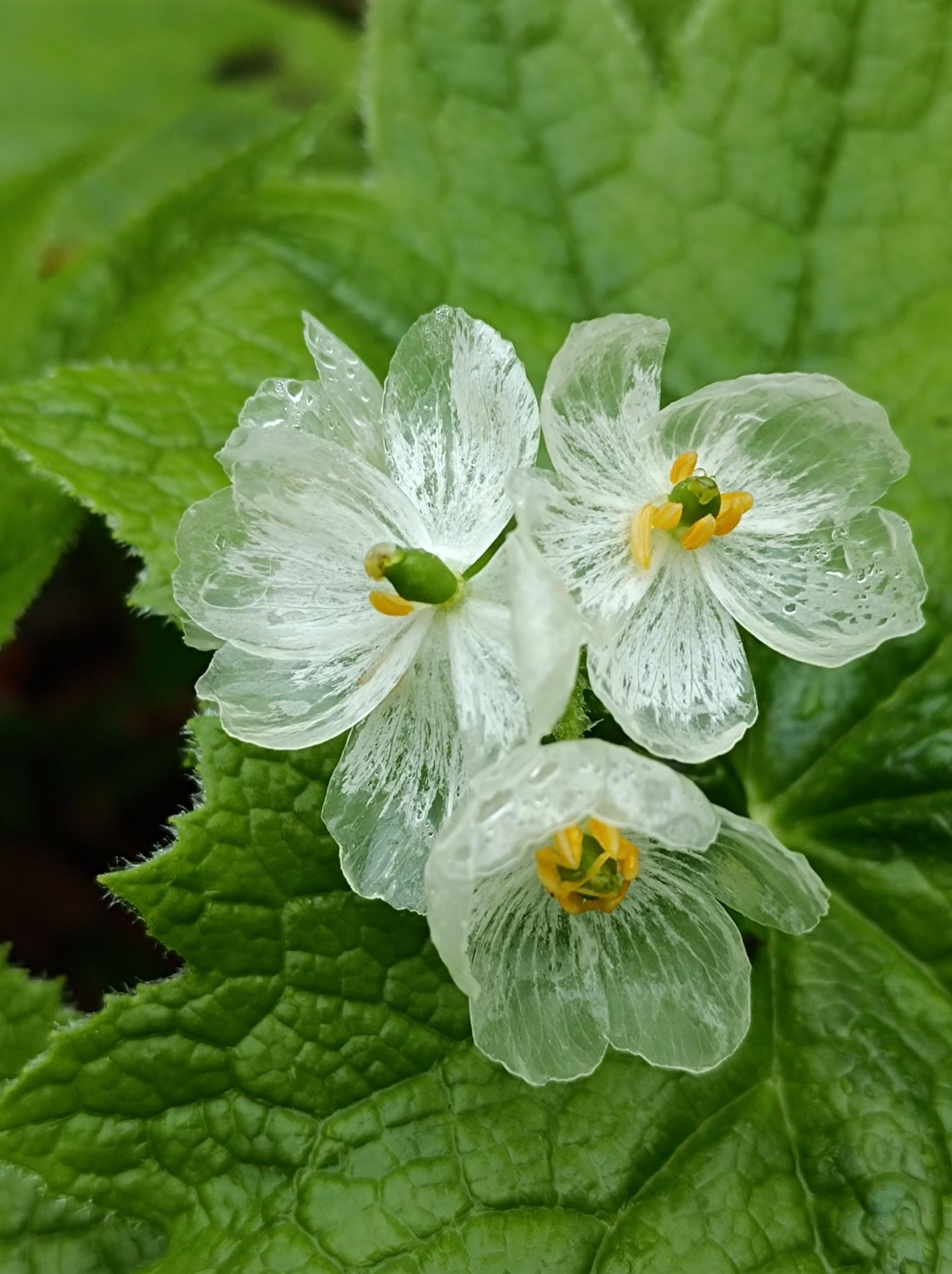 大万木山、再び〜雨のサンカヨウ / ぽんさんの大万木山・琴引山（弥山）・指谷山・鯛ノ巣山の活動データ | YAMAP / ヤマップ