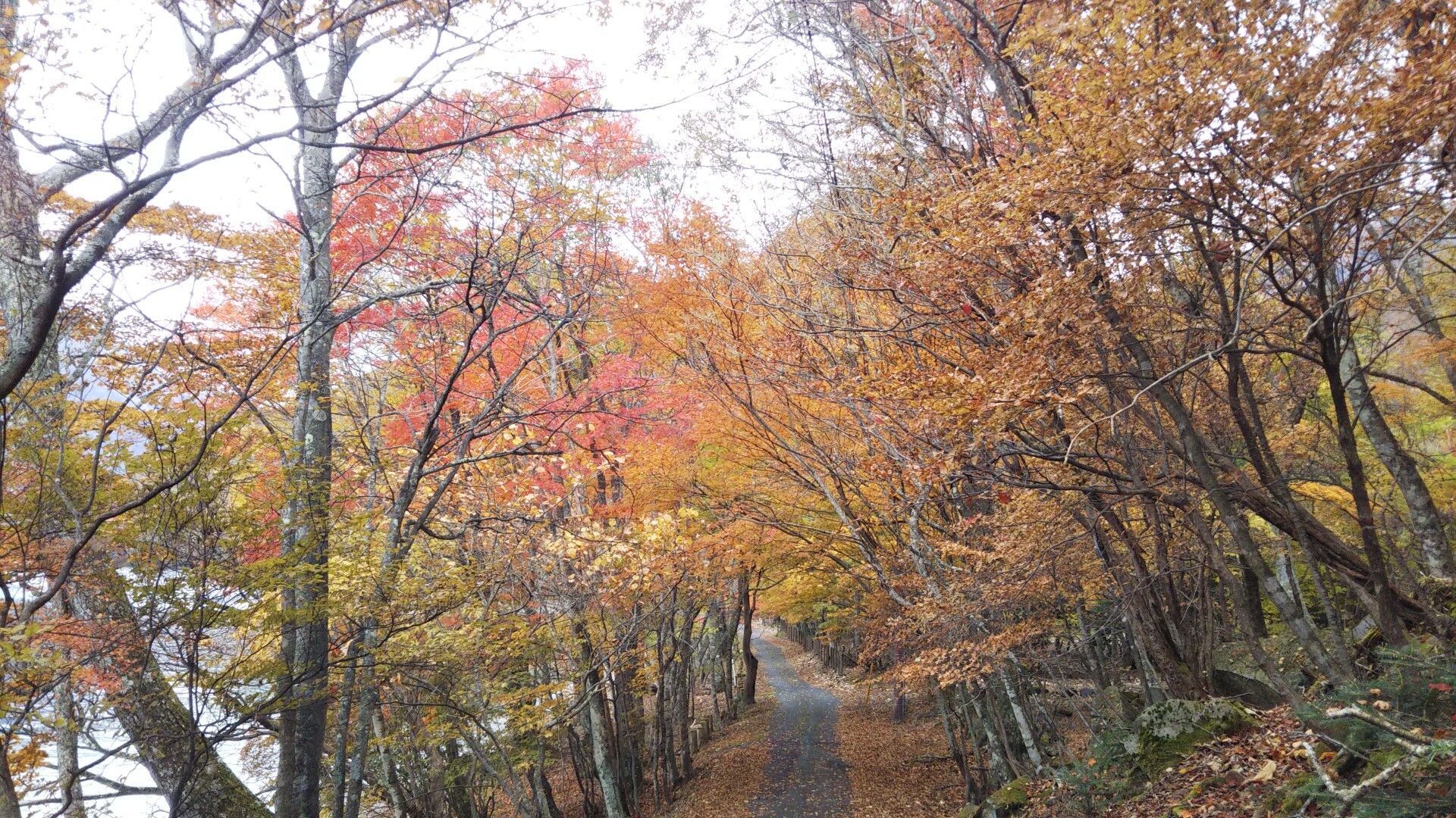 半月山🍁 / horiさんの社山・半月山の活動データ | YAMAP / ヤマップ