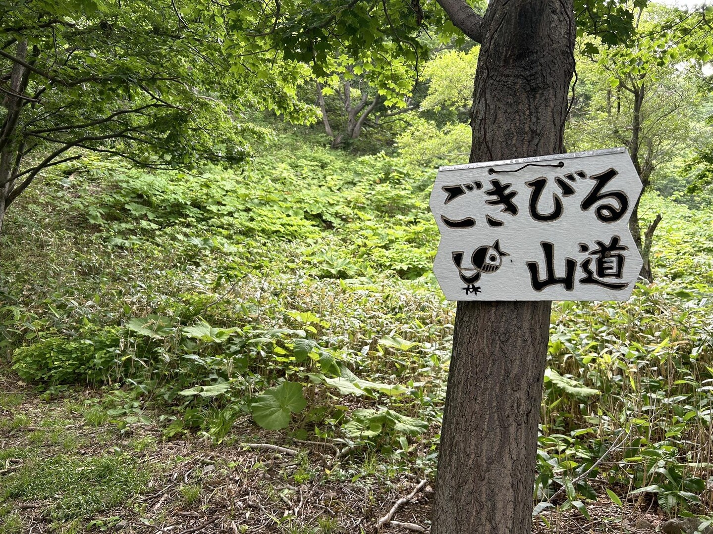 濃昼山道TR / ziziさんの濃昼山道の活動データ | YAMAP / ヤマップ