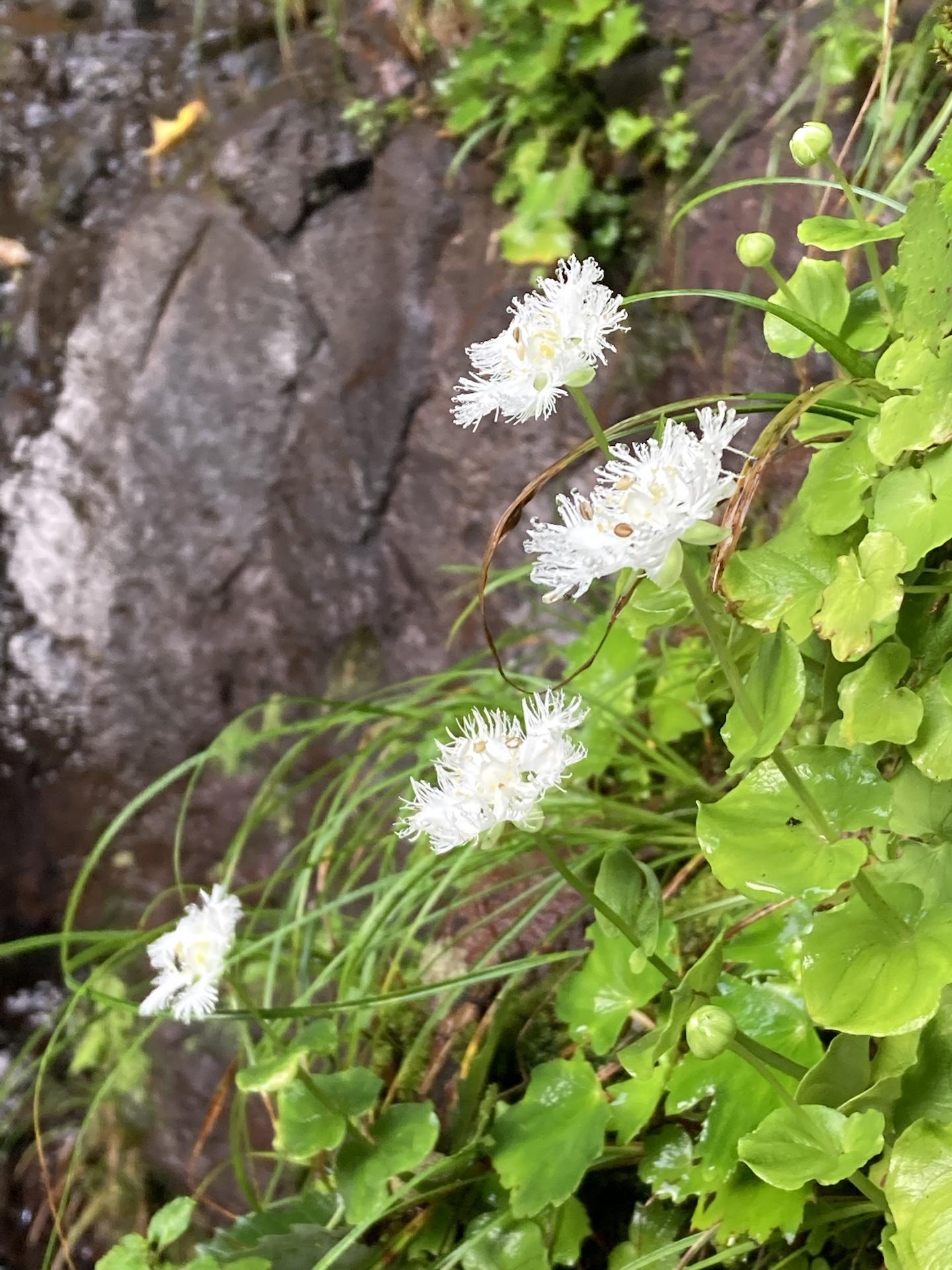 秋と言えば 大滝の💦 シラヒゲソウ🤍 / のぼるさんの取立山の活動データ | YAMAP / ヤマップ