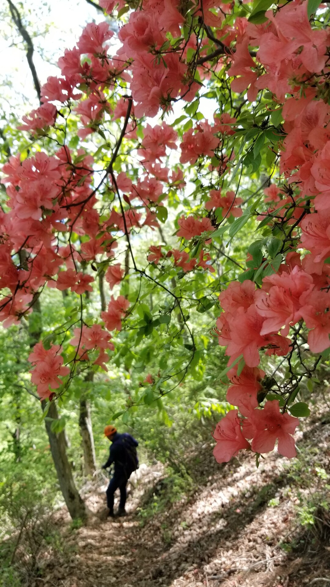 mayさんの投稿したフィールドメモ | YAMAP / ヤマップ