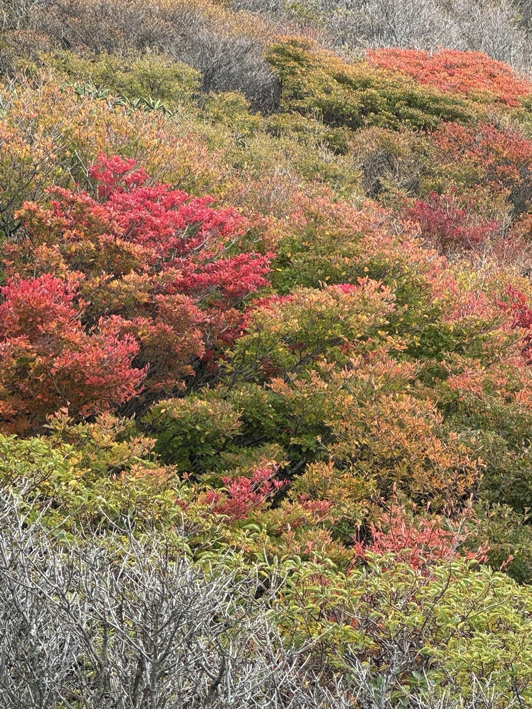 くじゅう⛰️三俣山も紅葉🍁始まりましたよ〜⛰😍️💖 / kiko-mamaさんの九重山（久住山）・大船山・星生山の活動データ | YAMAP / ヤマップ