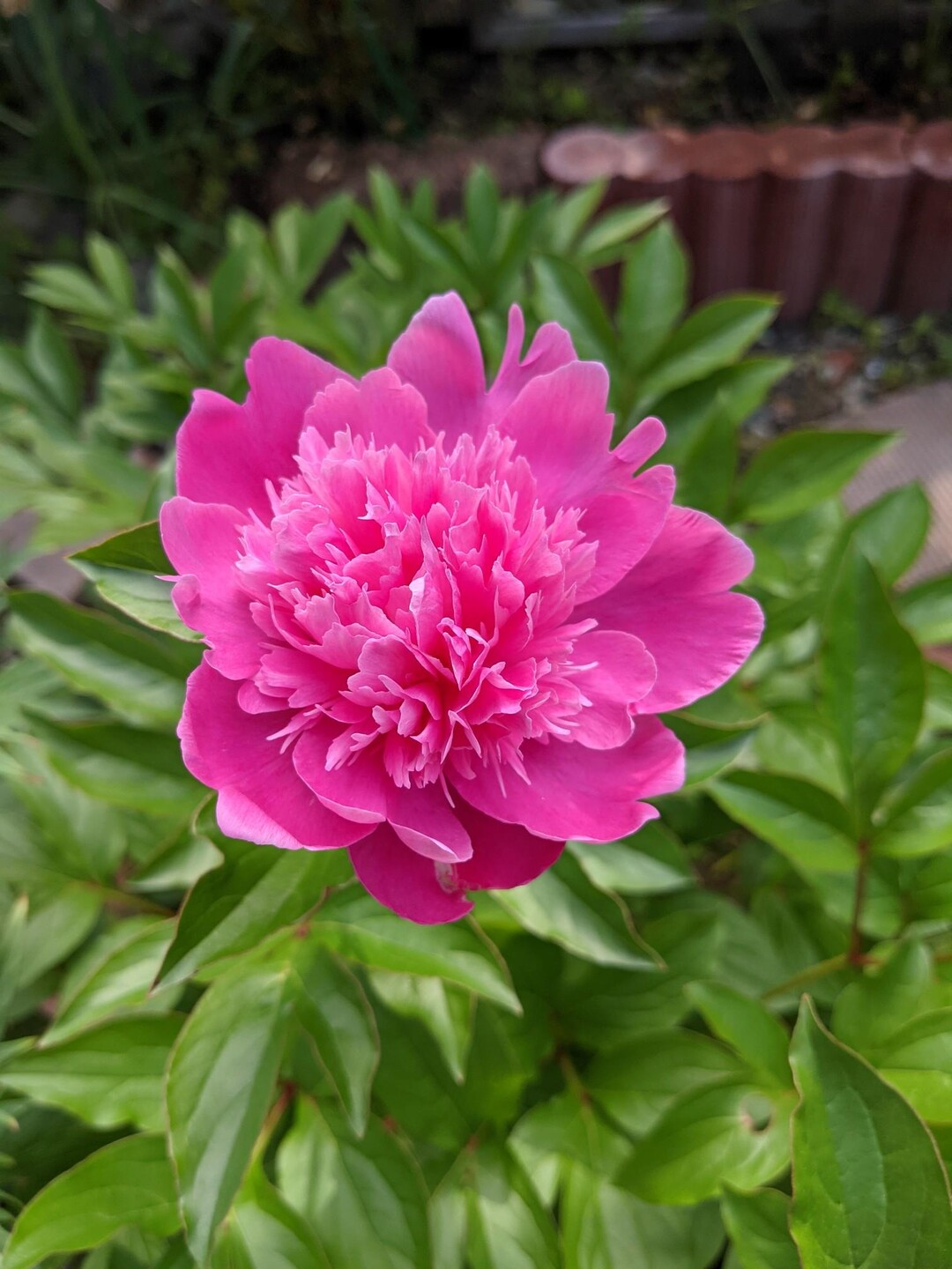 我が家の美人三姉妹 ①立て... / yugohさんのモーメント | YAMAP / ヤマップ