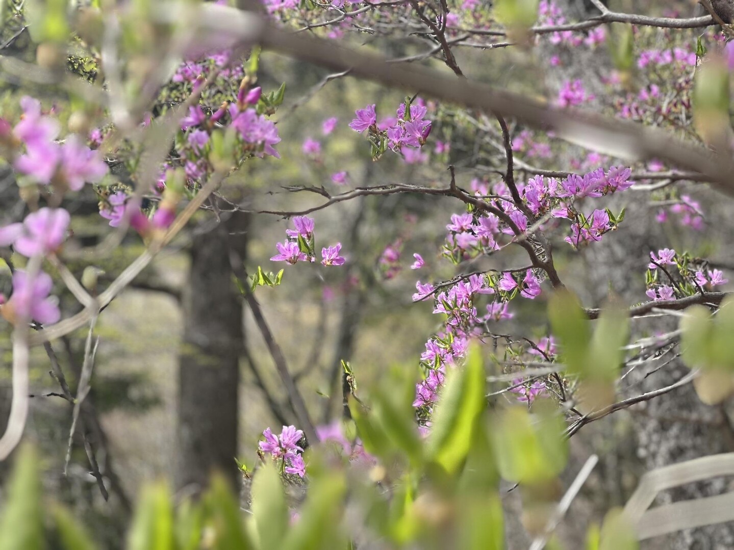 4/20は三尖、黒岳、親父の周回を歩いて... / ちーちゃんさんのモーメント | YAMAP / ヤマップ