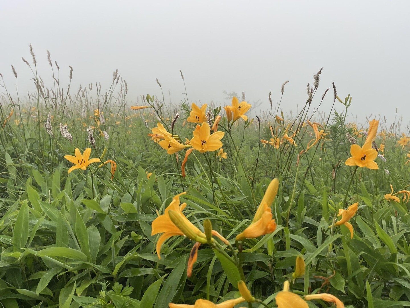 飯盛山・大盛山 / hana356さんの飯盛山の活動データ | YAMAP / ヤマップ