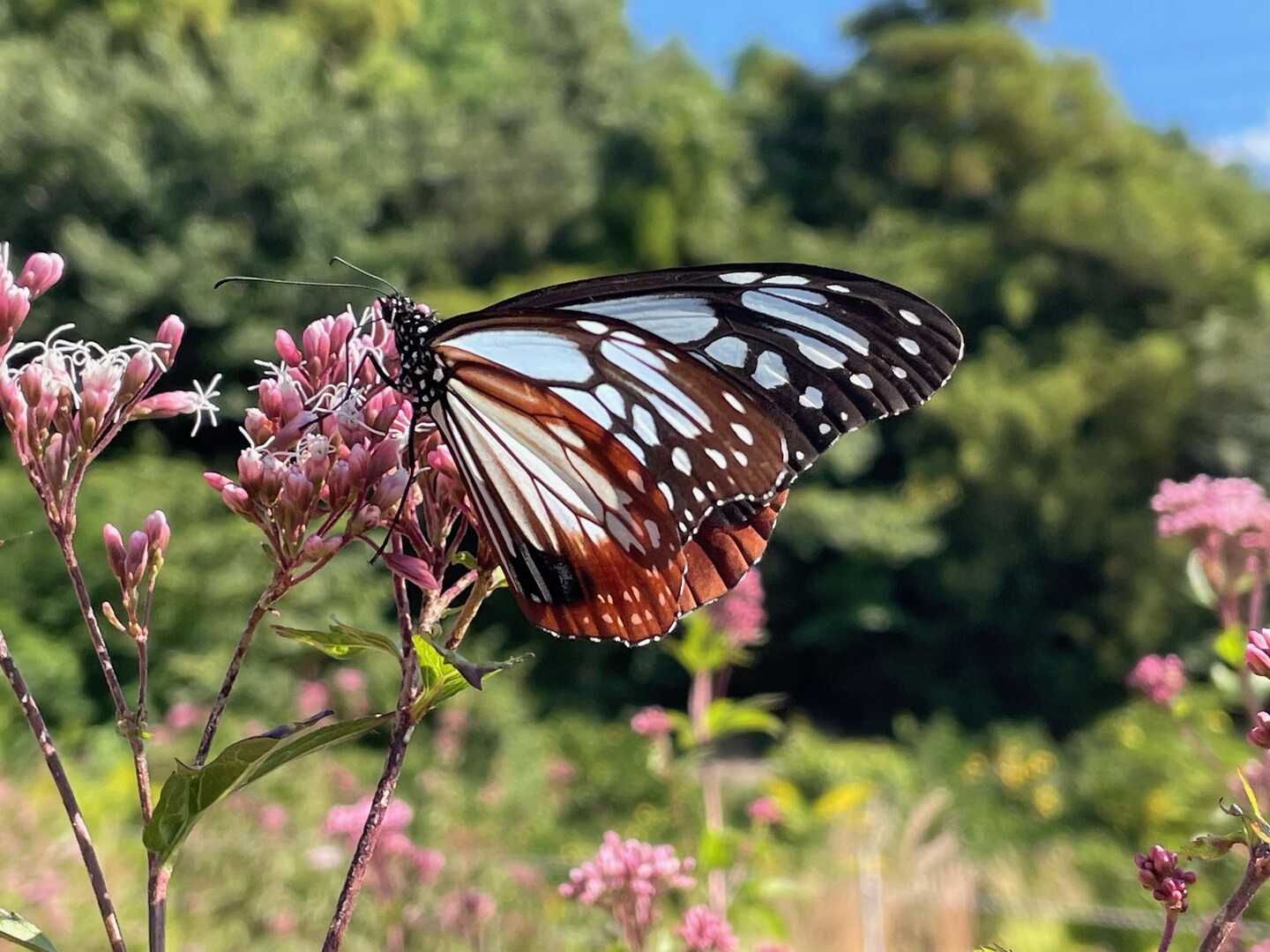 今日は、蒲郡西IC横のフジバカマえんへア... / こうさんのモーメント | YAMAP / ヤマップ