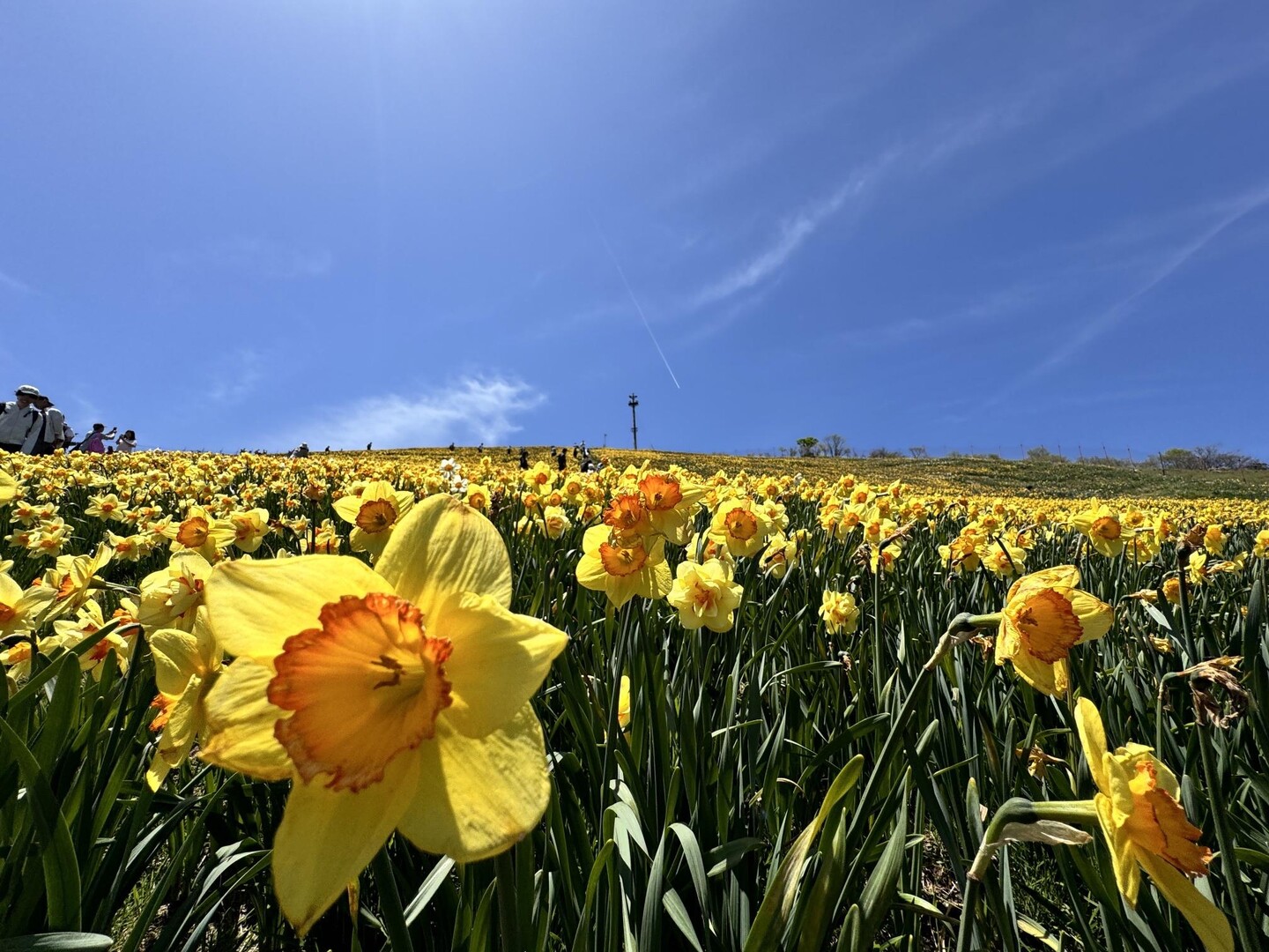 蓬莱山 帰りはロープウェイで / necoさんの蓬莱山の活動データ | YAMAP / ヤマップ