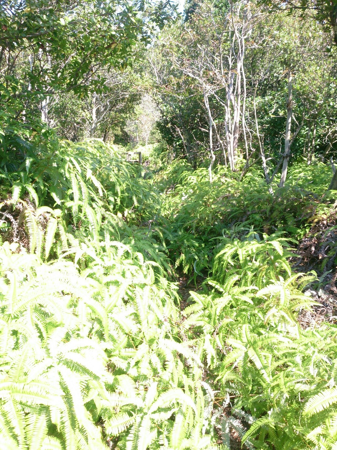 南伊勢町 の 局ヶ頂 / 局ヶ頂の写真7枚目 / それでも進みます | YAMAP / ヤマップ