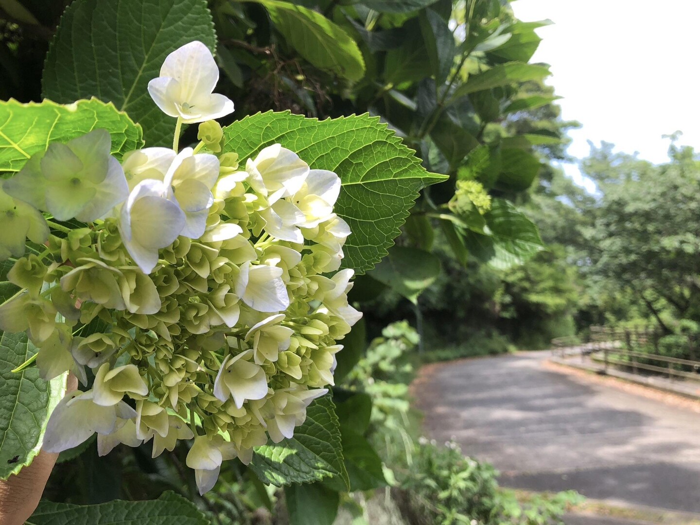 MEKARI slow jogging / Ascaさんの風師山の活動データ | YAMAP / ヤマップ