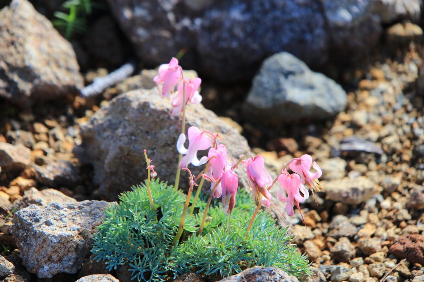 乗鞍岳(剣ヶ峰)🩷2024.8.23 / R.Rさんの乗鞍岳の活動データ | YAMAP / ヤマップ