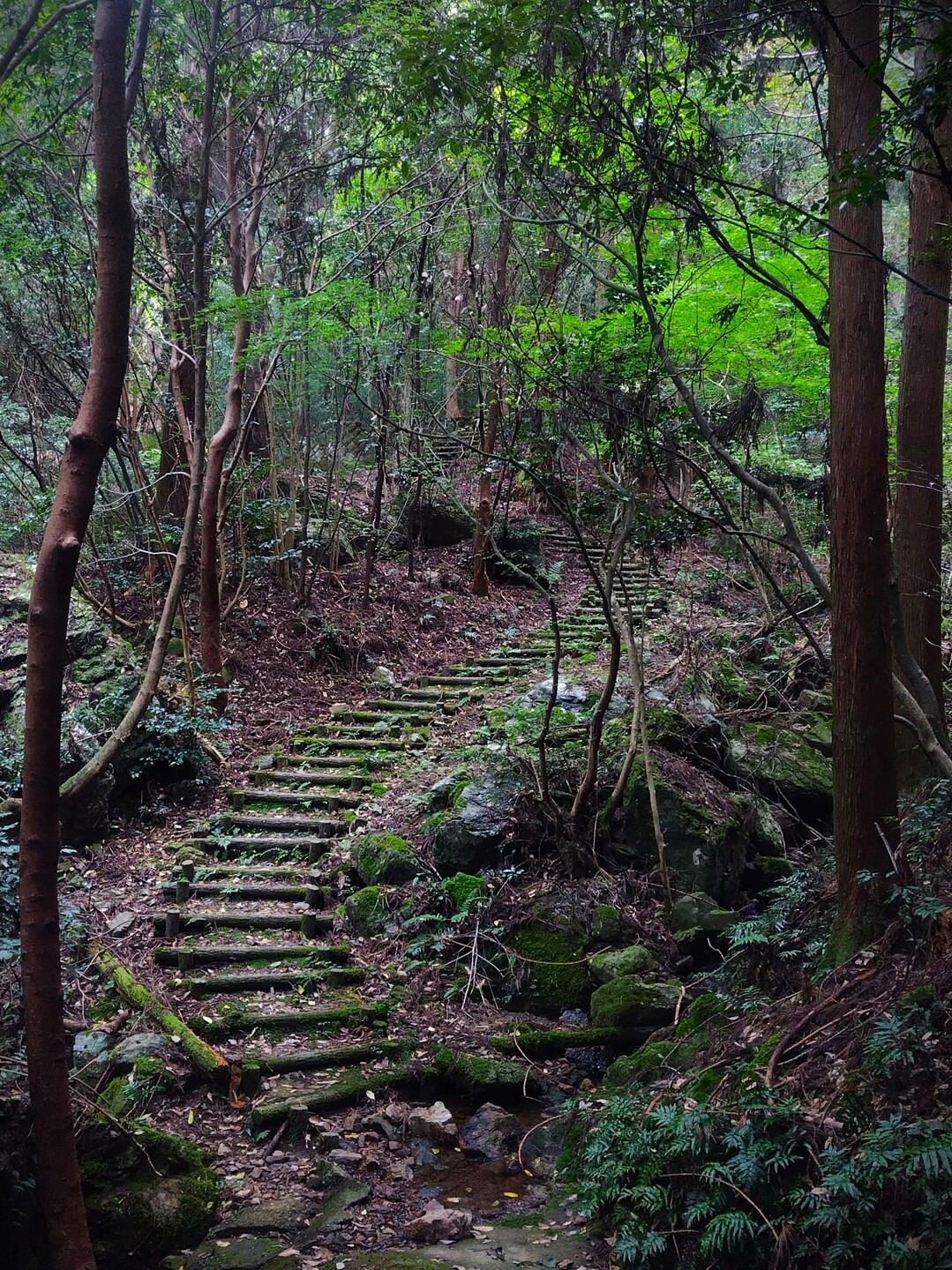 【東海の百山】古城山 / TOMTOMさんの古城山の活動データ | YAMAP / ヤマップ
