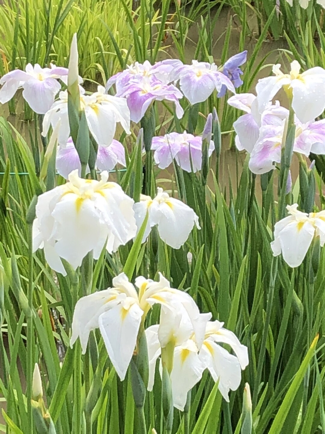 薬師池公園の花しょうぶ 見頃です / ゆーこさんのモーメント | YAMAP / ヤマップ